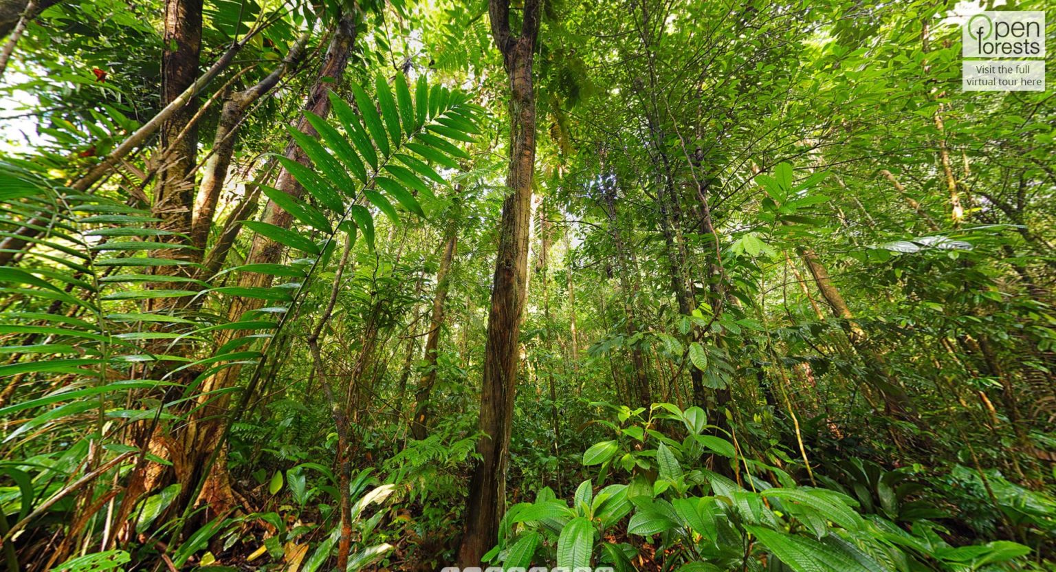 Carbon Sequestration Potential of Trees – OpenForests' Blog Carbon Sequestration Potential of Trees – OpenForests' Blog